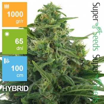 Auto Lowryder №2 Feminised Jah Seeds. Koupit semena konopí Auto ...